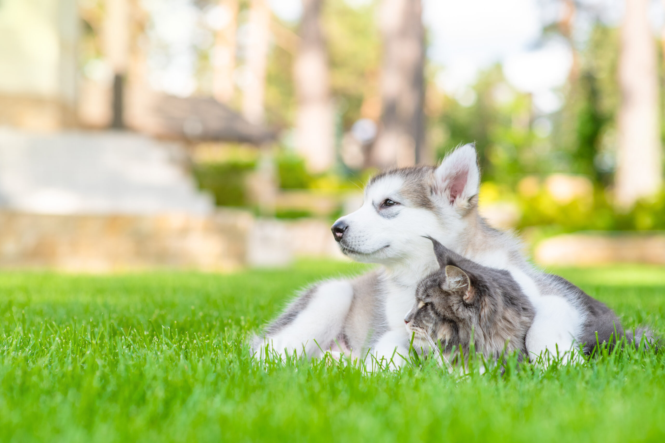 Payment Options | Bethel Animal Hospital, Columbus, Ohio